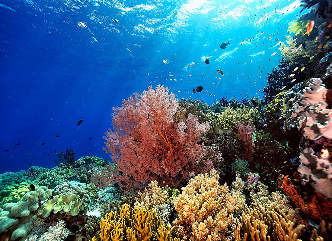 Unlocking tech’s potential to aid coral reef conservation | BCS